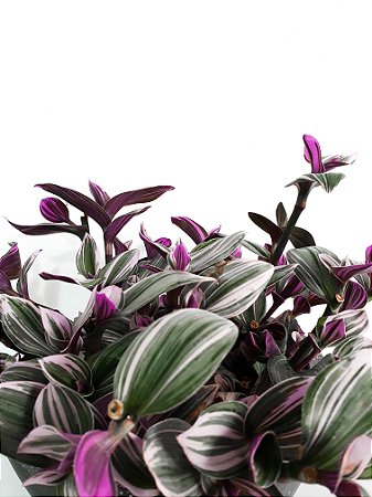 Tradescantia Fluminense Tricolor (Lambari-Rosa) planta pendente exuber ...