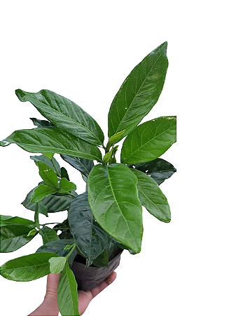 1 Muda De Jasmim Do Cabo / Gardênia - Ornamental + Manual - Vita Oliva