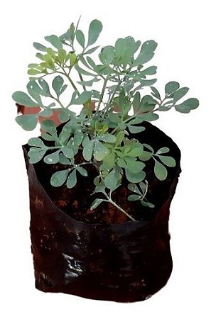 1 Muda De Arruda Alta Qualidade - Planta Medicinal - Vita Oliva