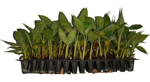 Kit 3 Mudas De Banana 1 Maçã, 1 Prata E 1 Nanica + Adubo - Vita Oliva