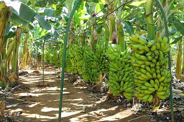 1 Muda de Banana - Prata, Nanica e Maçã - Monte seu KIT após compra ...