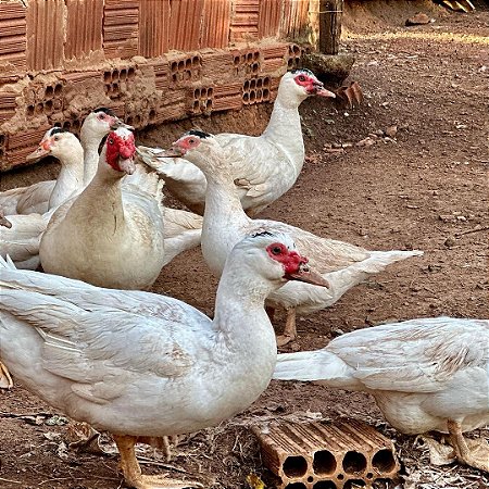 Pato Gigante Alemão - GRUPO OVOS DE OURO