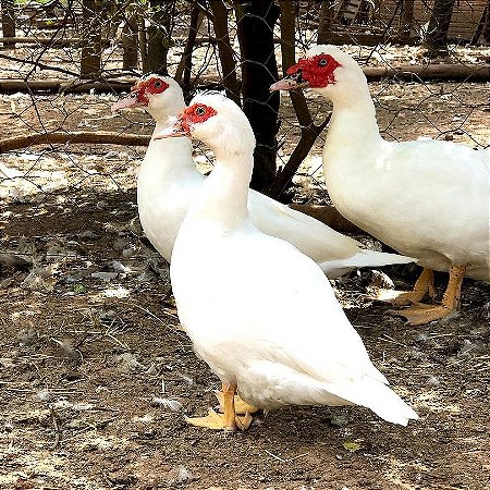 Pato Gigante Alemão - GRUPO OVOS DE OURO