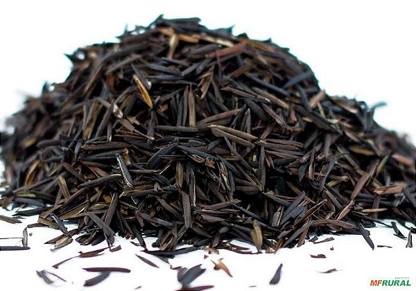 Casca de Arroz Carbonizada 100L - Subtrato Estéril - Casa das Sementes ...