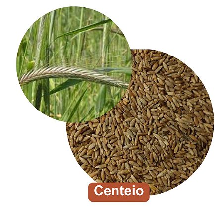 Semente de centeio - Crotalaria Brasil