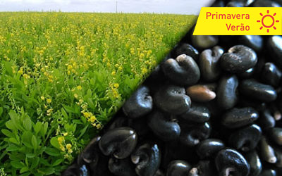 semente de crotalaria spectabilis - Crotalaria Brasil