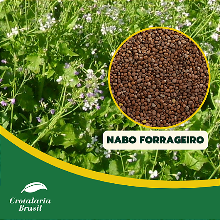 Semente de Nabo Forrageiro - Crotalaria Brasil