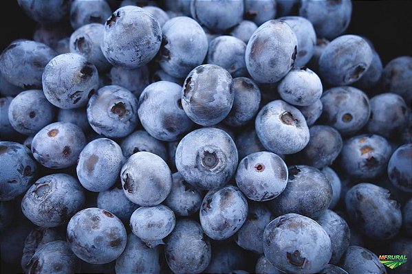Mirtilo Ou Blueberry (p/ Clima Quente) - bhmudas