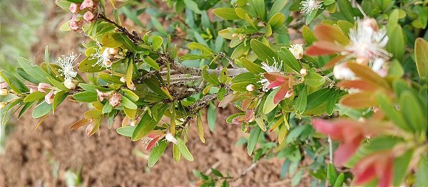 pintanga Anã Cambui Peba - Raizer Plantas para Abelhas