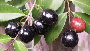 Cambuí roxo, Ameixa ou Cereja de Joinville - Raizer Plantas para Abelhas