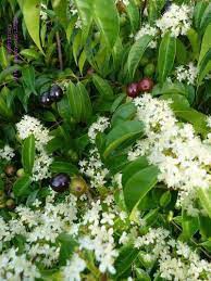 Cambuí roxo, Ameixa ou Cereja de Joinville - Raizer Plantas para Abelhas