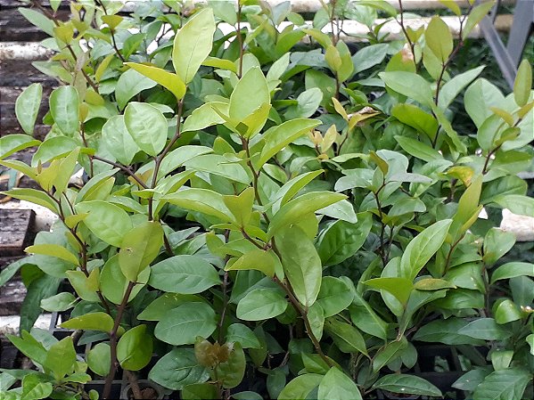 Mofumbo - Combretum Leprosum - Melífera e Medicinal - Raizer Plantas ...