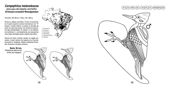 Livro Aves da Caatinga: Colorir & Aprender - LOOK! Birdwatching