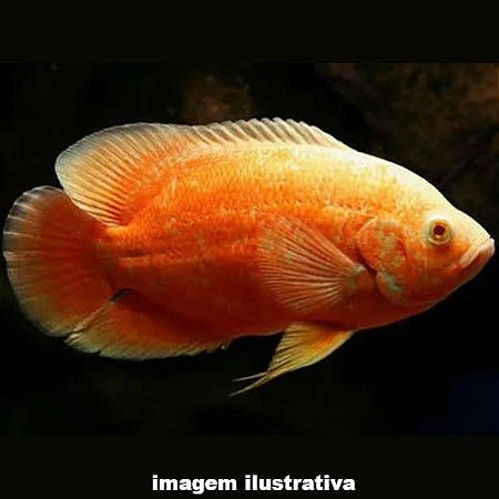 Oscar Red Rubi Albino Peq. - 3 a 6 cm (Astronotus ocelatus) - Pró-Aquarista