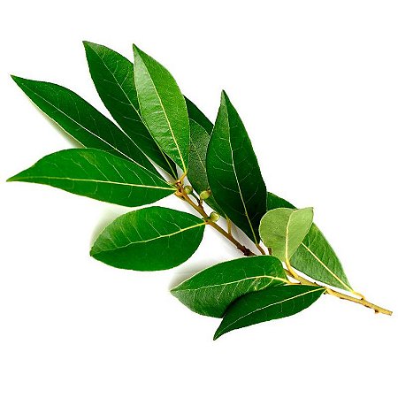 Muda de Louro Tempero - Semente Orgânica - Mudas, Sementes e tudo Para ...