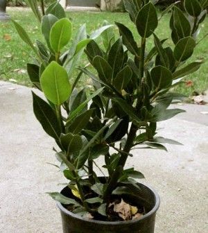 Muda de Louro Tempero - Semente Orgânica - Mudas, Sementes e tudo Para ...