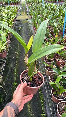 Blc. Red Gold - Adulta - Orquidário Suzuki