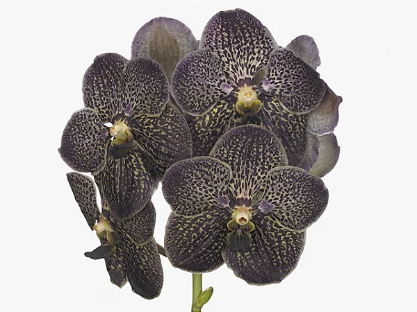 Vanda Chocolate Brown 15 - Vaso Cheio.. - Orquidário Suzuki