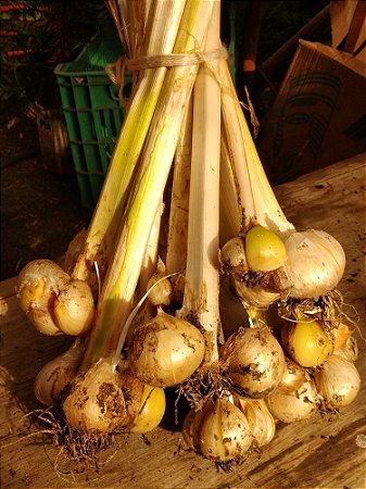 Alho Macho - Alho Elefante - Fractal Sementes Crioulas, PANCs , raridades