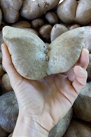 Cará-do-ar ou Cará-Moela - Dioscorea bulbifera - Fractal Sementes ...