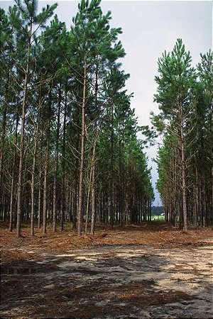 Kit Com 10 Mudas De Pinheiro Americano Pinus Elliottii - Boni Store