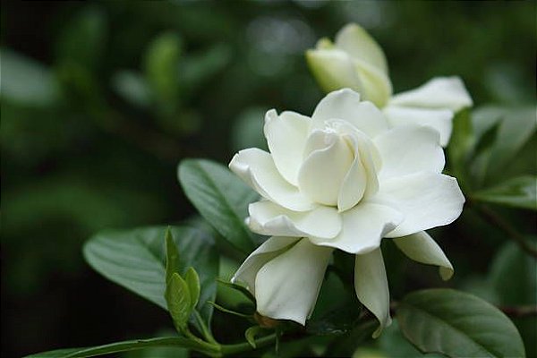 Gardênia ou Jasmim do Cabo - Boni Plantas: Compre Online