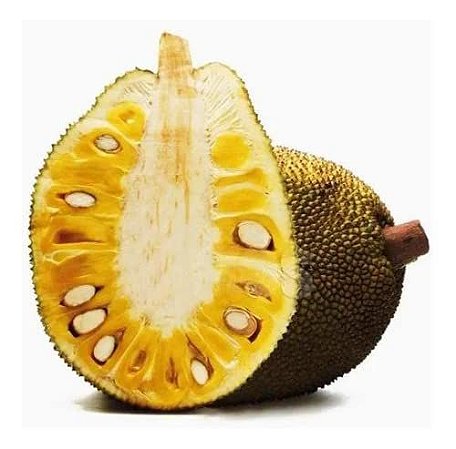 Muda De Jaca Mole Para Produzir - Boni Plantas: Plantas Direto da Produção