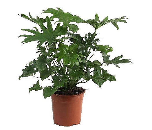 Guaimbê (Philodendron bipinnatifidum) - Boni Plantas & Paisagismo