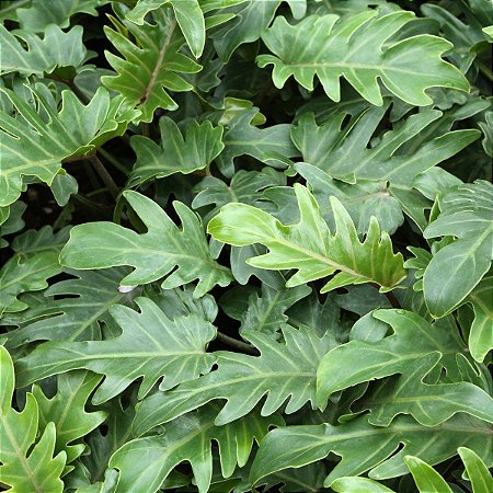 Guaimbê (Philodendron bipinnatifidum) - Boni Plantas & Paisagismo