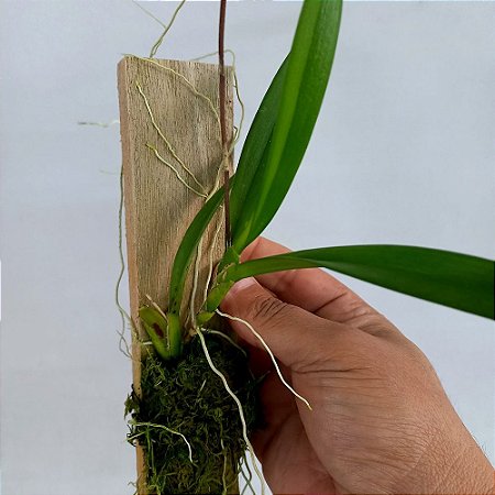 Orquídea Rodriguezia lanceolata - Orquidário 4 Estações - Orquídeas e ...