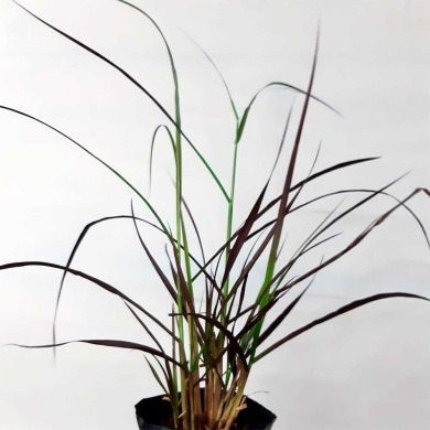 Capim Texas Rubro - Orquidário 4 Estações - Orquídeas e Flores Ornamentais