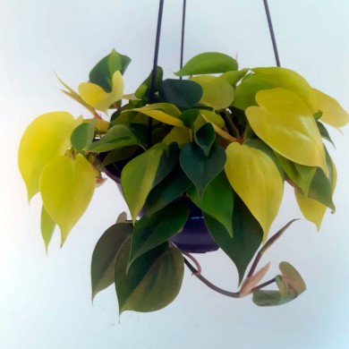 Filodendro Brasil 2 - Philodendron hederaceum - Orquidário 4 Estações ...