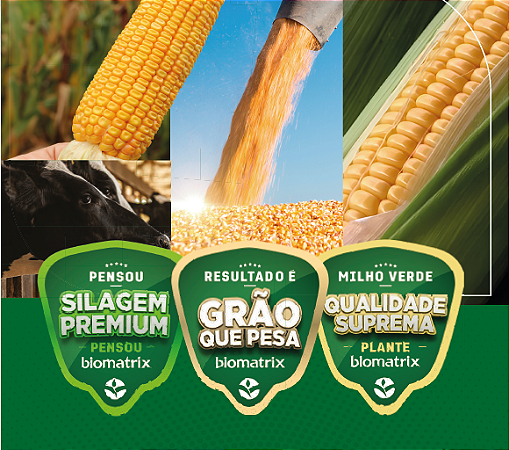 Semente Milho Glyfos RR Biomatrix - 60.000 Sementes - AgroJão