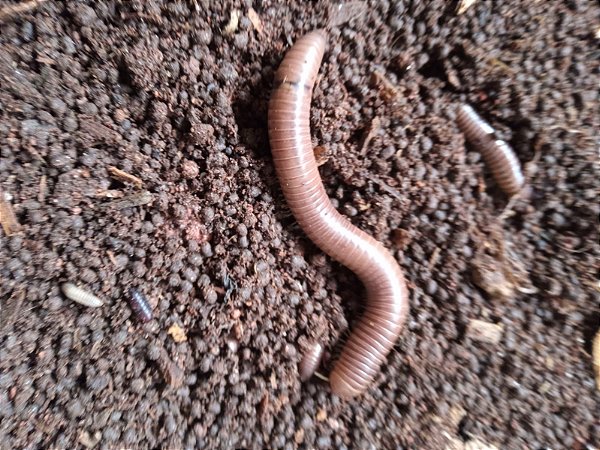 Gongolo para compostagem - Minhocas Compostagem e Pesca