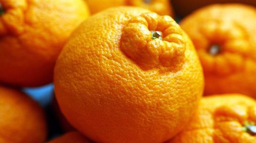 Mexerica Ponkan - 1 Muda (enxertada E Já Produzido) - Manah da Terra