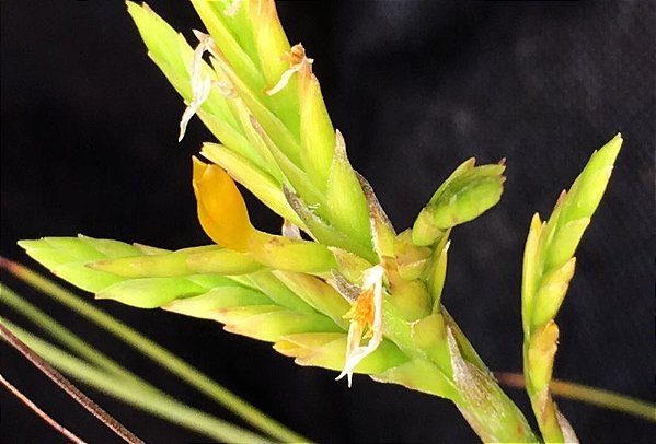Tillandsia distichia Air Plant - Tillandsias Brasil