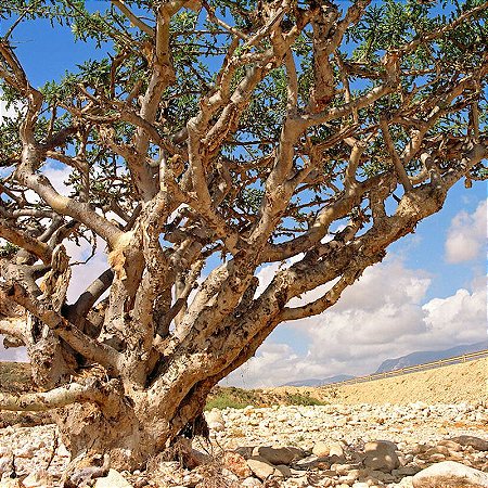Incenso de Olíbano para elevação espiritual - 100% Natural - Fênix ...