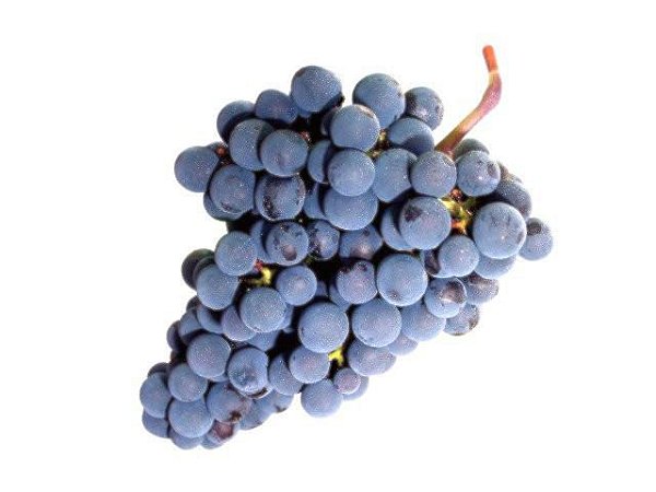 Muda de Uva Isabel ou Isabela - Enxertada-Dancruz Plantas - Dancruz Plantas