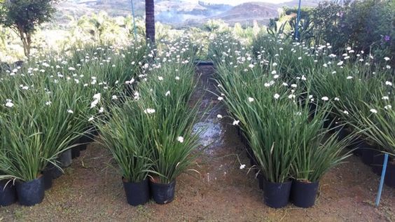 Muda de Moréia - Dietes Iridioides,muda morreia,muda para jardim ...