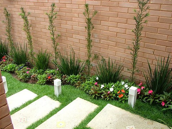 Muda de Moréia - Dietes Iridioides,muda morreia,muda para jardim ...