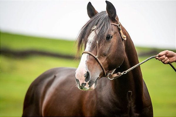 As Malke Truco - Tenda Crioula - Animais, Coberturas, Consultoria e ...