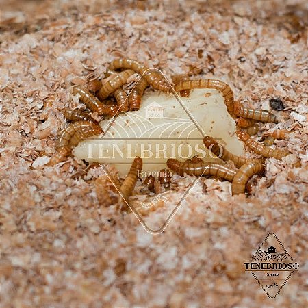 Como Criar Tenebrio | Venda de Tenebrios - Tenebrioso Insetos