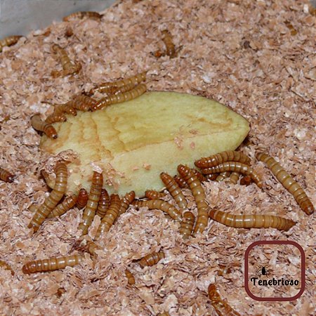 Como Criar Tenebrio | Venda de Tenebrios - Tenebrioso Insetos