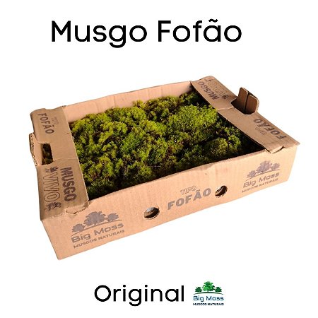 Musgo Fofão - Big Moss - Musgos Naturais