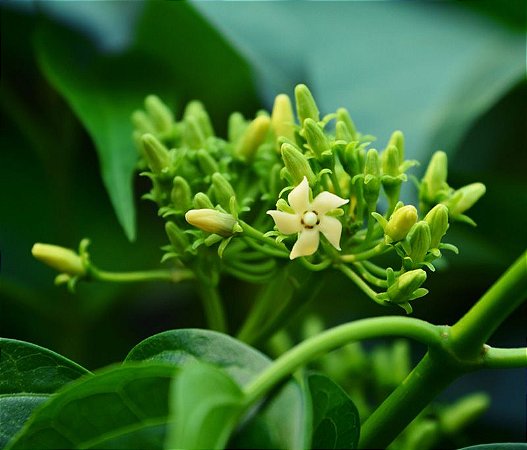 CHÁ DE GIMENA SILVESTRE - GURMAR (Gymnemae Sylvestris) - COM LAUDO DE ...