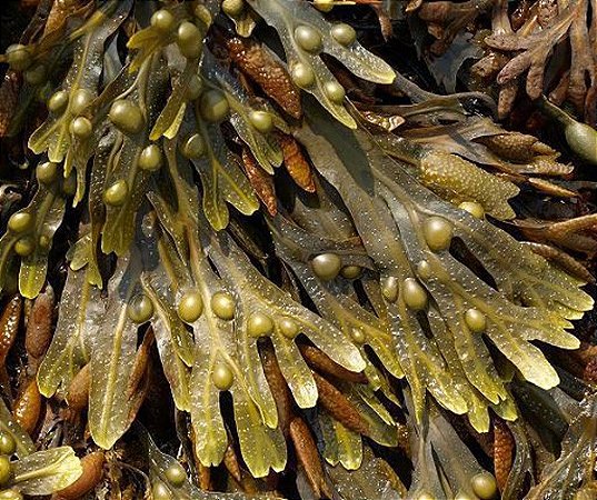 CHÁ DE FUCUS VESICULOSOS (Fucus Vesiculosus) - COM LAUDO DE QUALIDADE ...