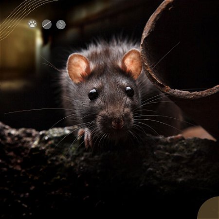Raticida RatoKill 200g - Veneno para ratos ratazanas camundongos - Sens ...