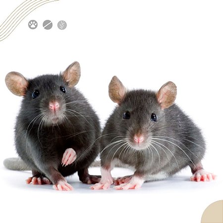 Isca Raticida Rodilon Pellets 25g - Mata Ratos eficaz -BAYER - Sens ...