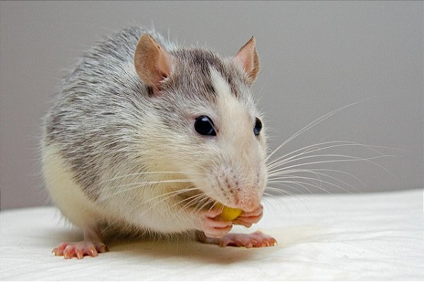 Rato Twister Melhor Preço - Petshop Sete Bichos - Tudo de pet na sua casa!
