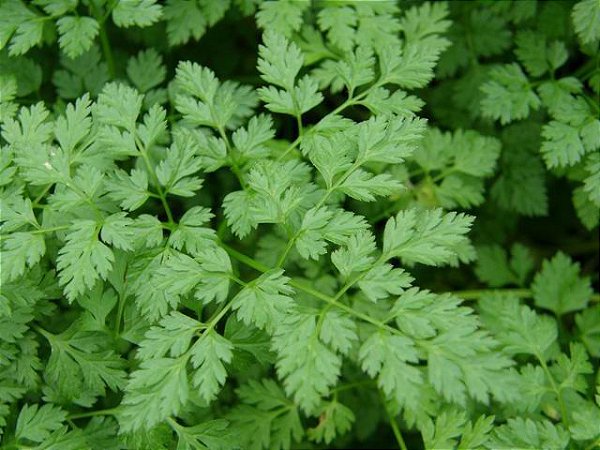 Comprar Sementes de Cerefólio - Semente Rara - Venda de Sementes Para ...